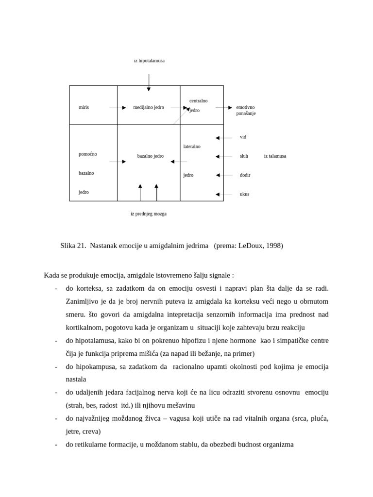 Amigdale i emocije | PDF