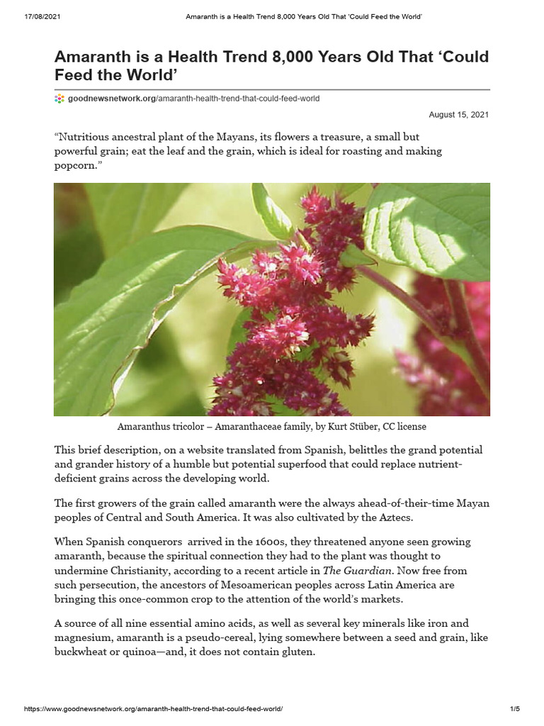 Amaranth Is A Health Trend 8,000 Years Old That Could Feed The World' | PDF | Agriculture | Crops