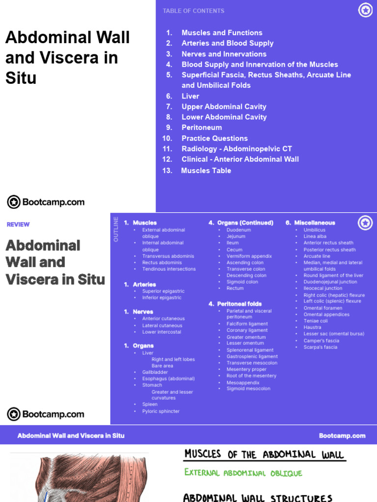 Abdominal Quadrants and Viscera Overview | PDF | Abdomen | Stomach