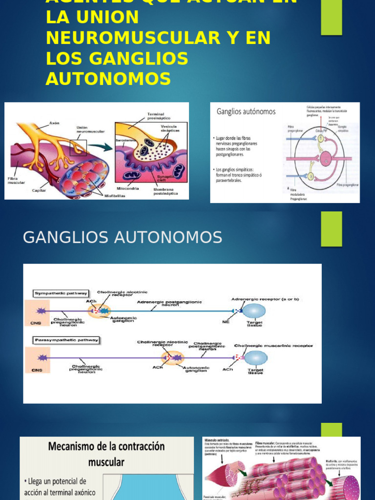 Tema 7 Agentes Que Actuan en La Union Neuromuscular y | PDF ...