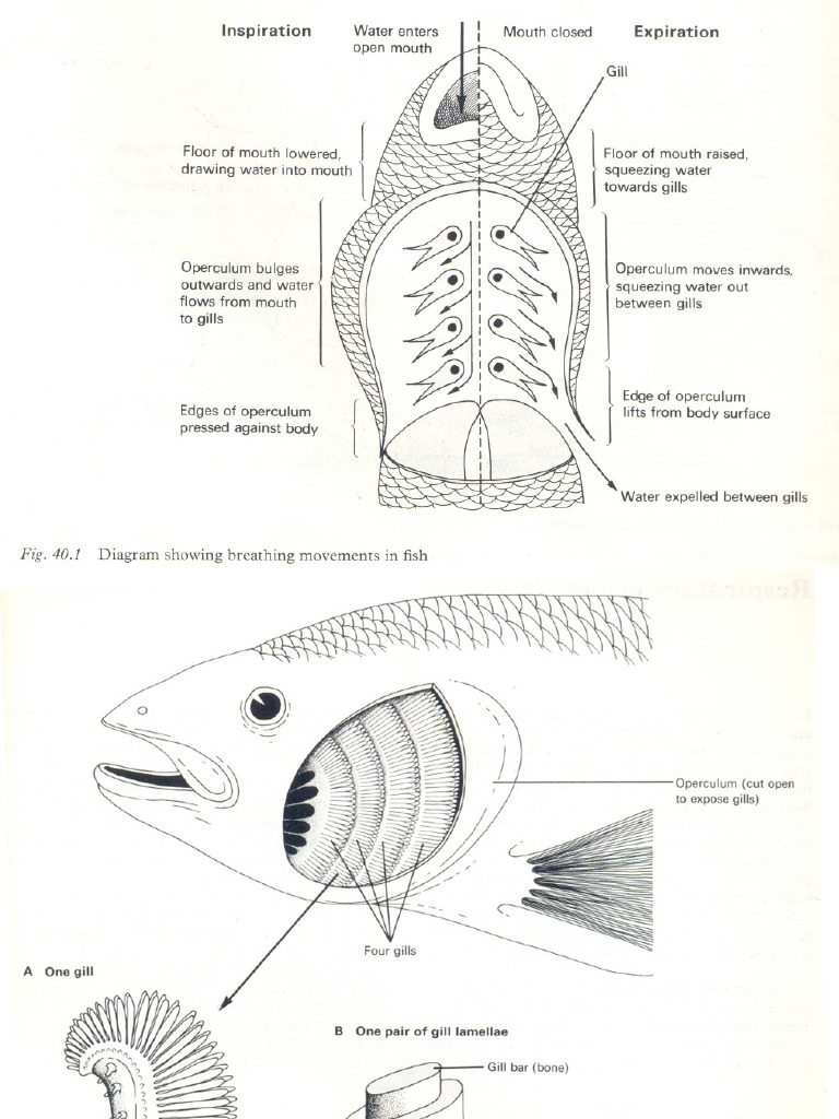 Fish Ventilation (Additional) | PDF | Gill | Fish