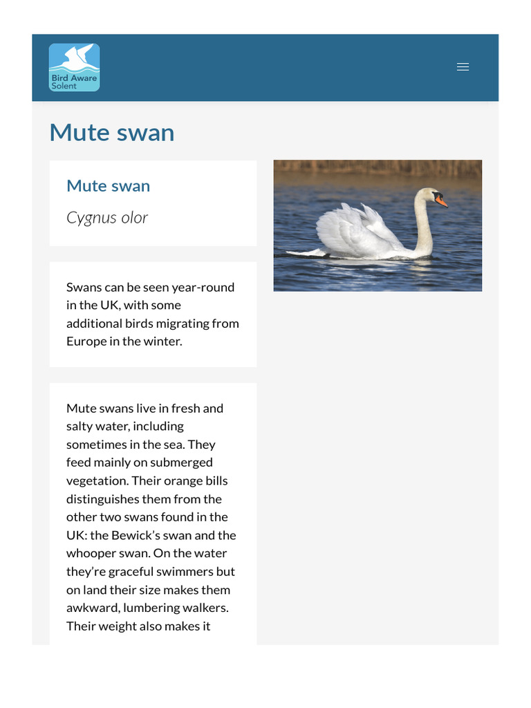 Mute Swan | PDF