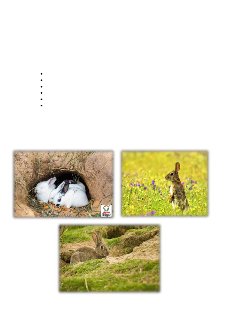 El Hábitat Del Conejo | PDF | Vegetales