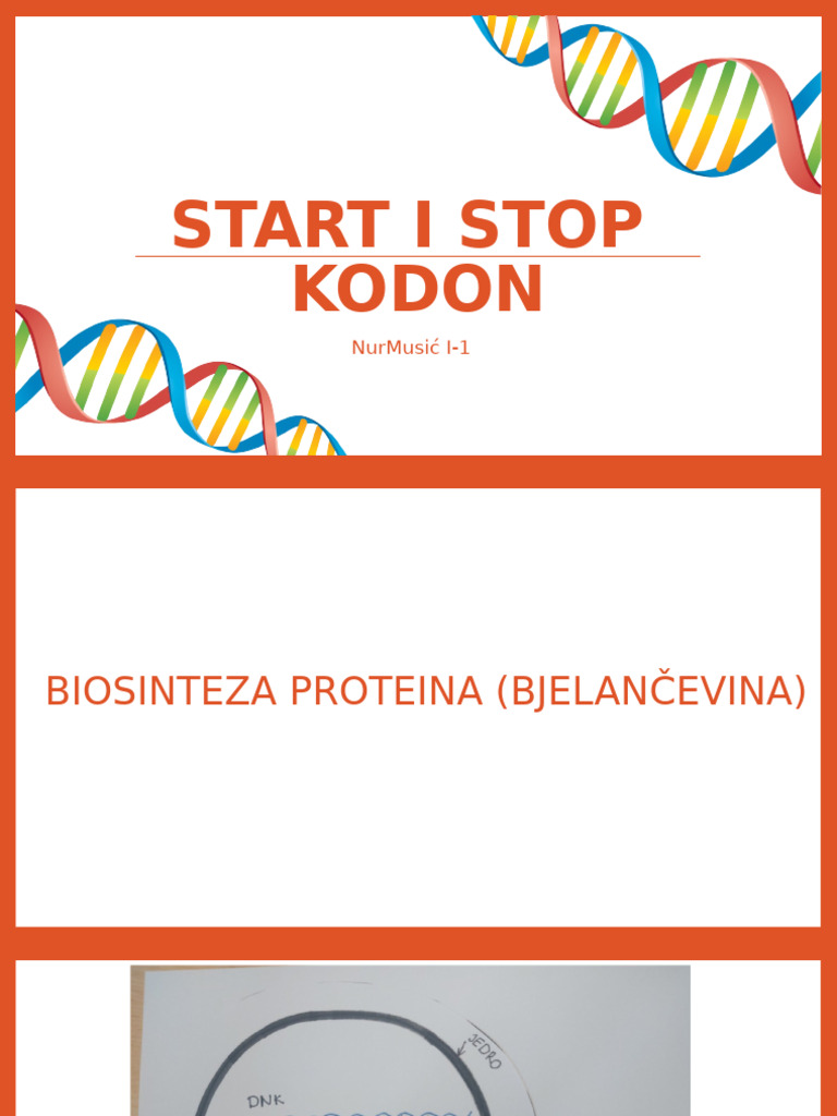 Kodon Start i Stop u Biosintezi | PDF