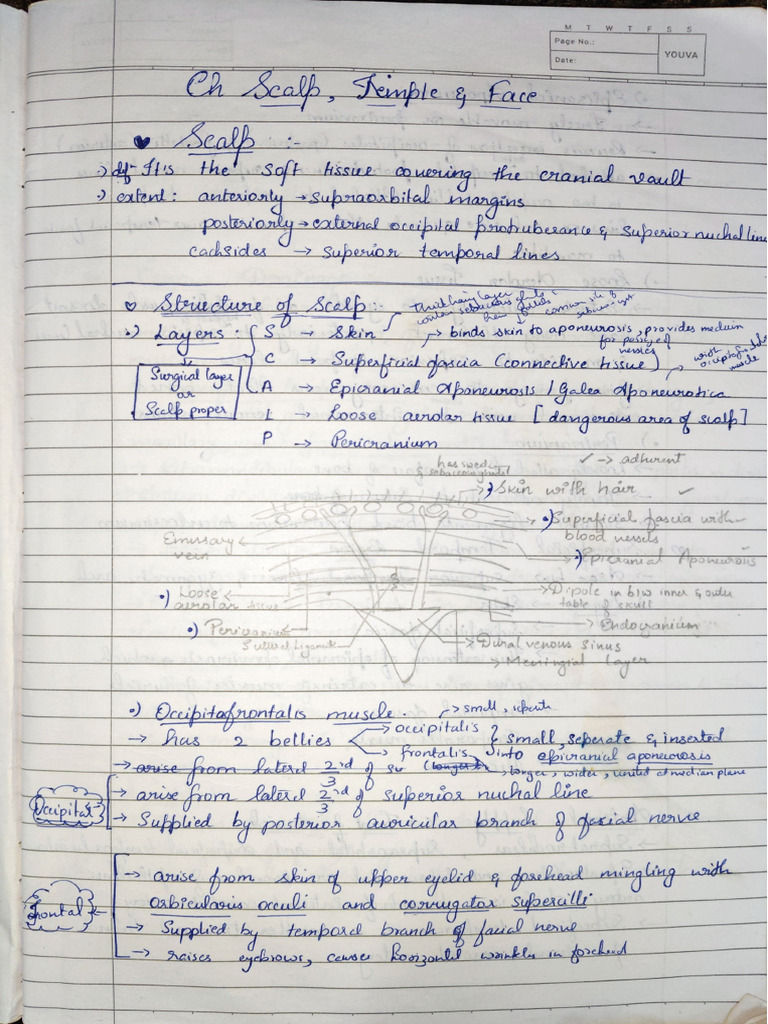 Anatomy Notes | PDF