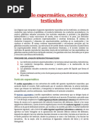 Capas del escroto y su anatomía | PDF