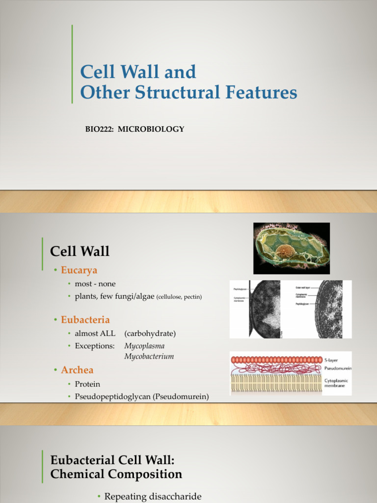 Microbial Cell Structure-Walls-Appendages - 24 (1) | PDF | Cell Wall | Bacteria