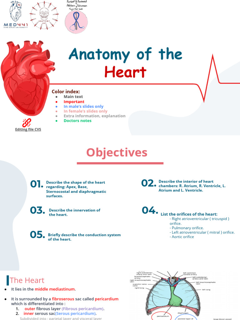 1-Anatomy of The Heart Team441 | PDF | Heart Valve | Heart