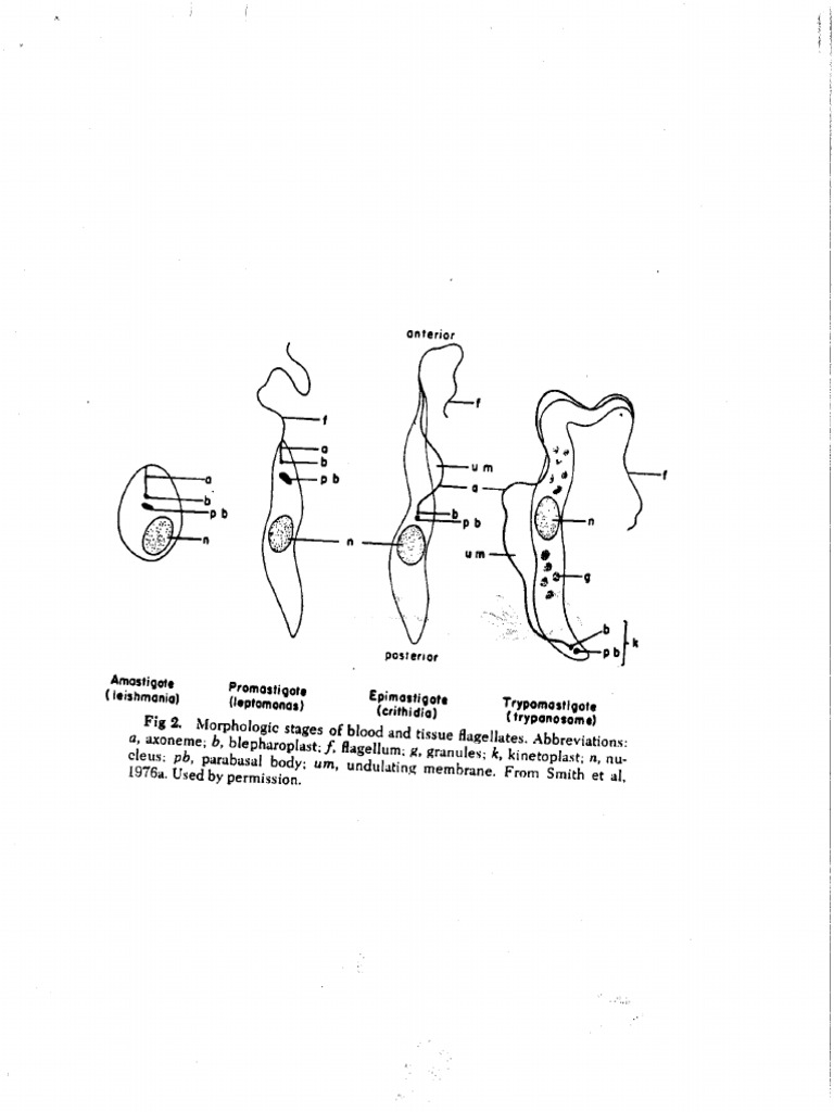 Parasitology Lect 3,4 Leish, Tryp Supplement 22 | PDF