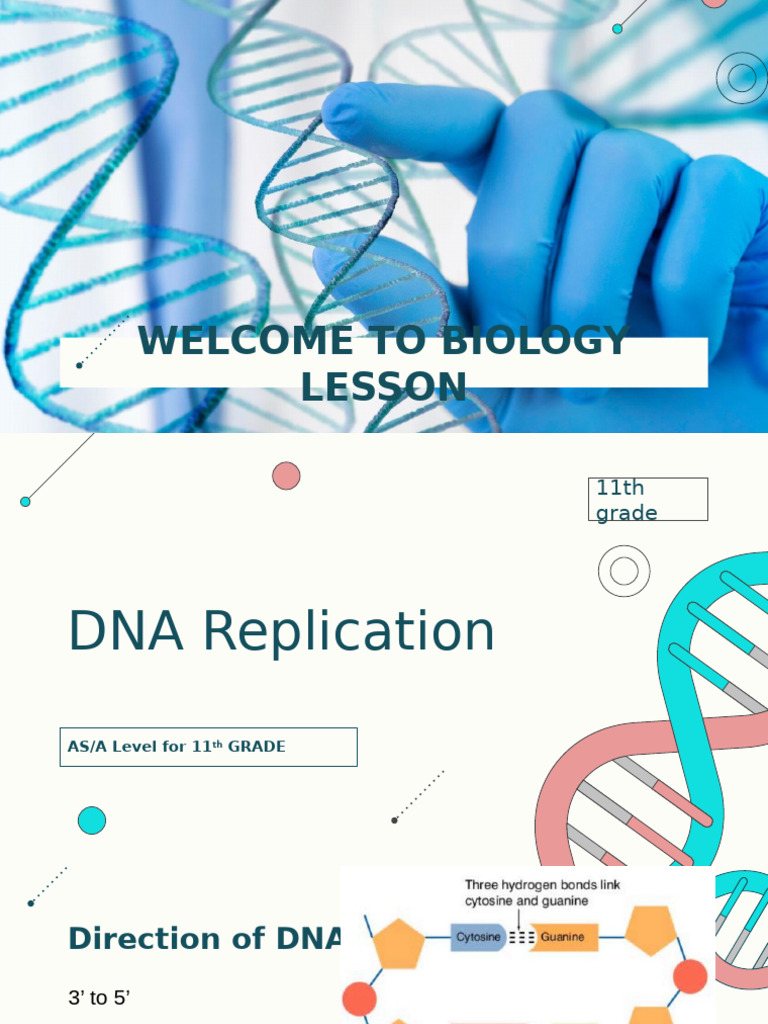 DNA Replication Overview for 11th Grade | PDF