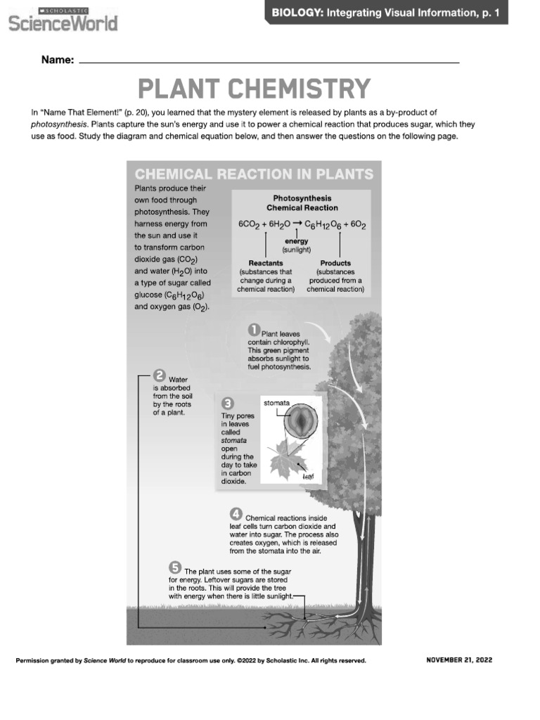 Photosynthesis Worksheet | PDF