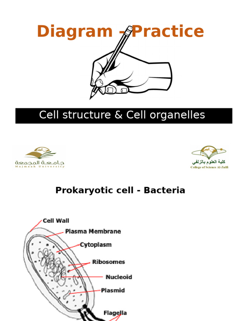 Cell Diagrams With Parts - Practice - 1 | PDF