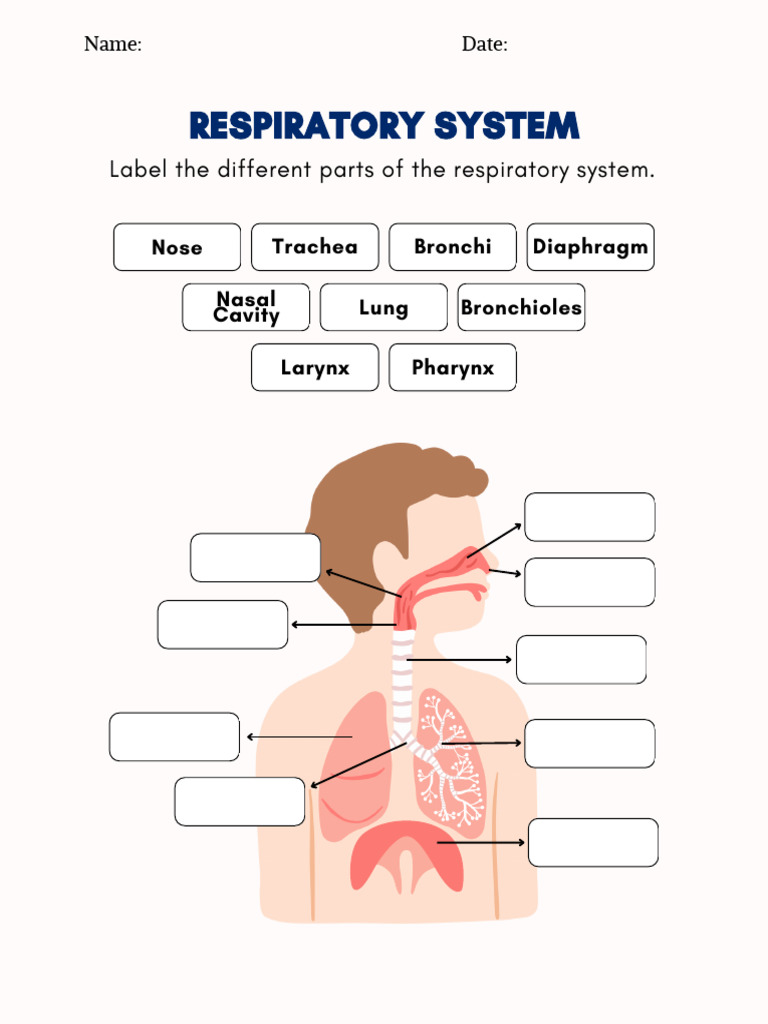Respiratory System Fourth Grade Worksheet | PDF