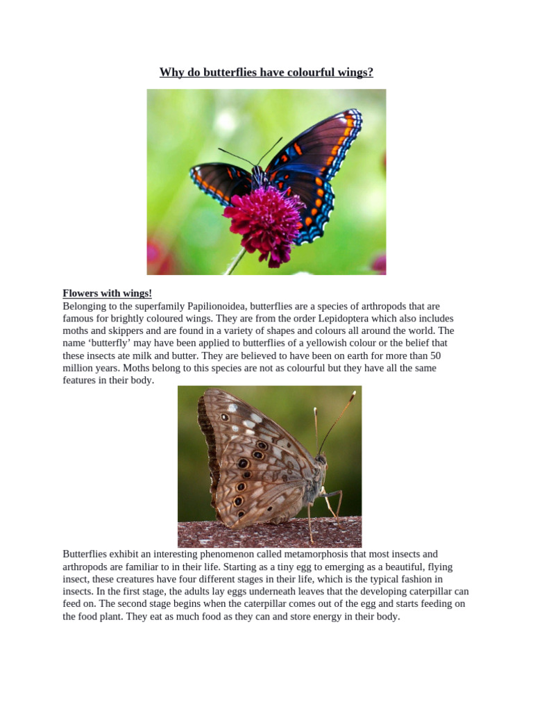 Why Do Butterflies Have Colourful Wings | PDF | Butterfly | Pupa