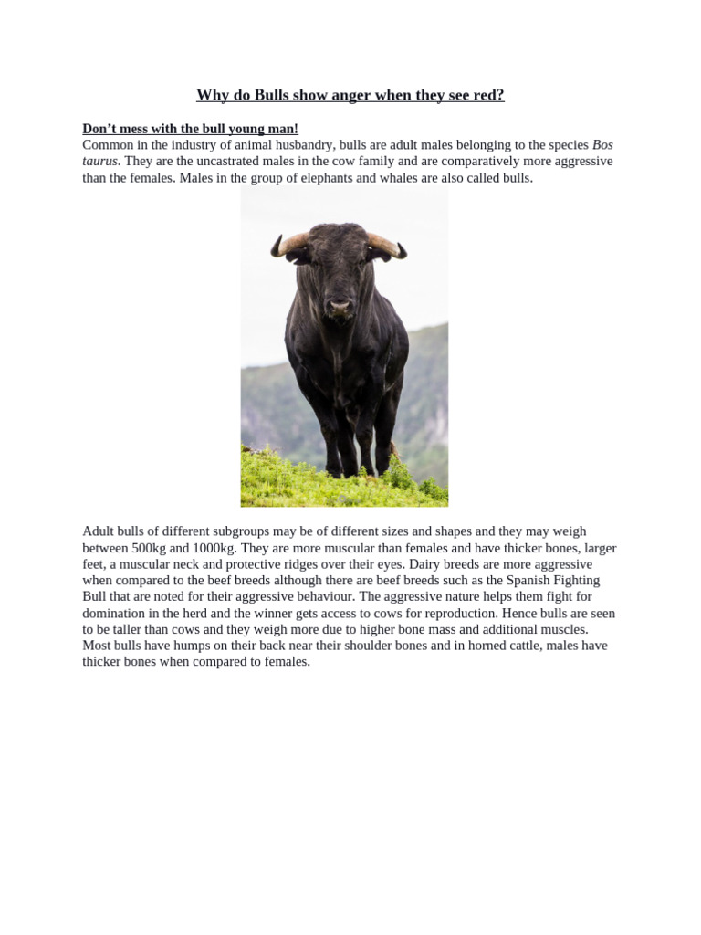 Bulls and the Myth of Red Anger | PDF | Bull | Livestock