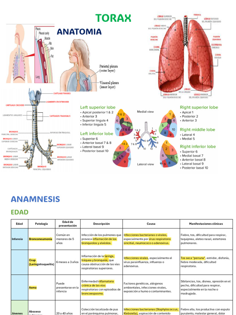 TORAX | PDF | Tos | Asma