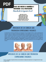 Músculo Mentoniano | PDF | Cara | Anatomía humana