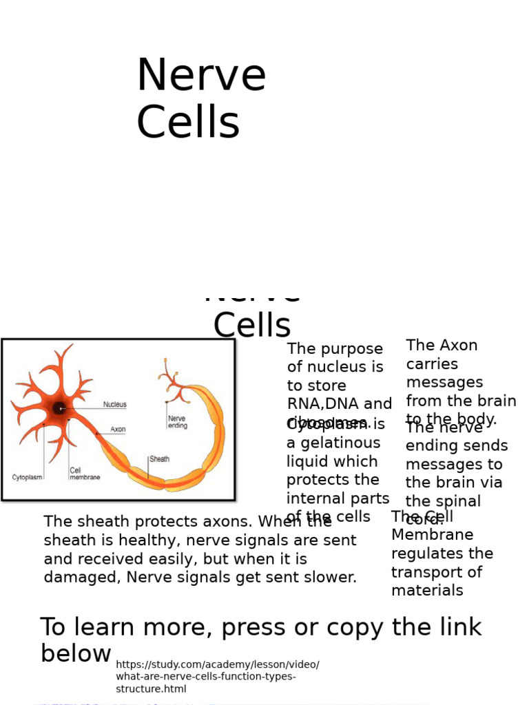 Nerve Cells: Structure and Function | PDF