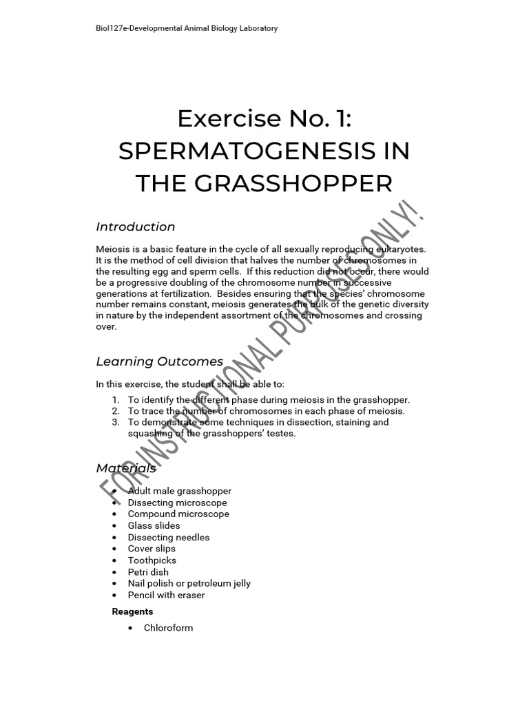 Biol127e Exercise 1 Spermatogenesis in Grasshopper | PDF | Meiosis | Mitosis