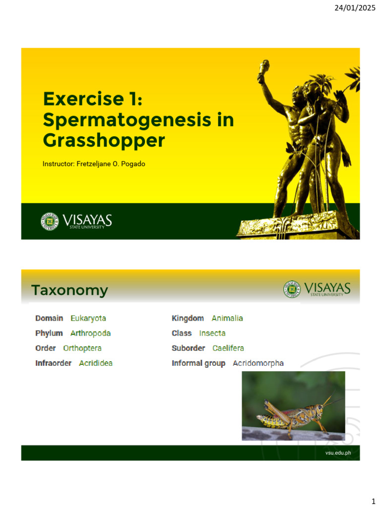 Exercise 1. Meiosis in Grasshoppers - Handout | PDF