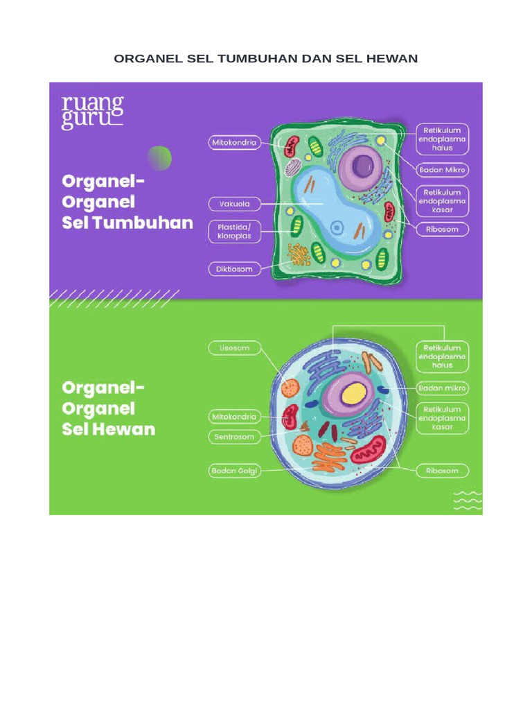 Organel Sel Tumbuhan Dan Sel Hewan | PDF