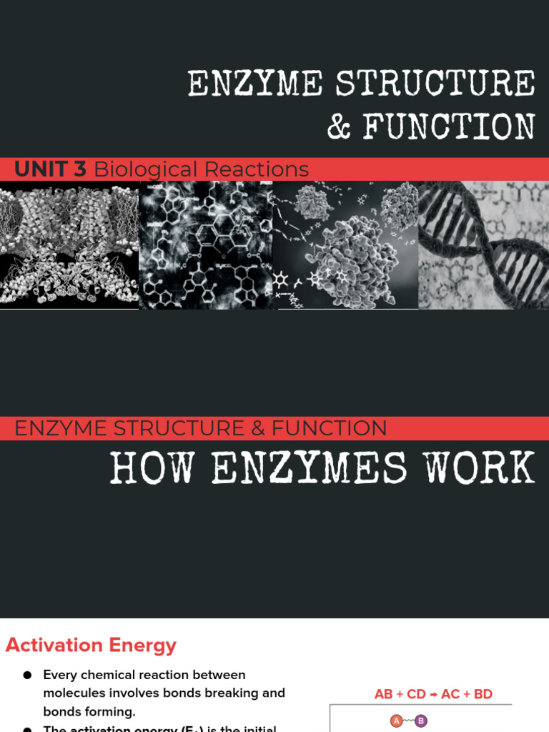 Enzyme Structure and Function Overview | PDF | Enzyme | Active Site