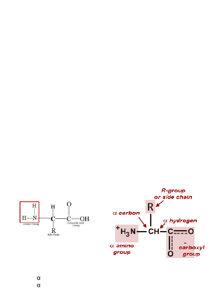 Protein_Structure | PDF | Beta Sheet | Alpha Helix