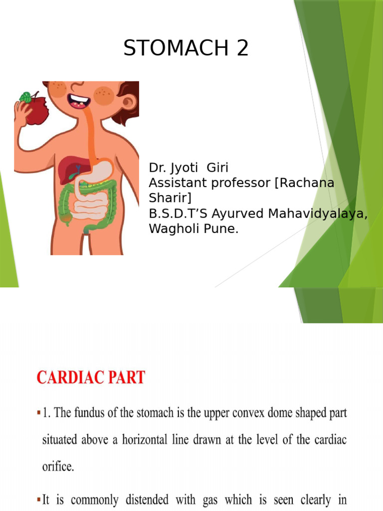 STOMACH PPT | PDF