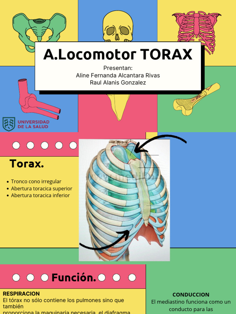 Anatomía y Funciones del Tórax | PDF | Tórax | Articulación