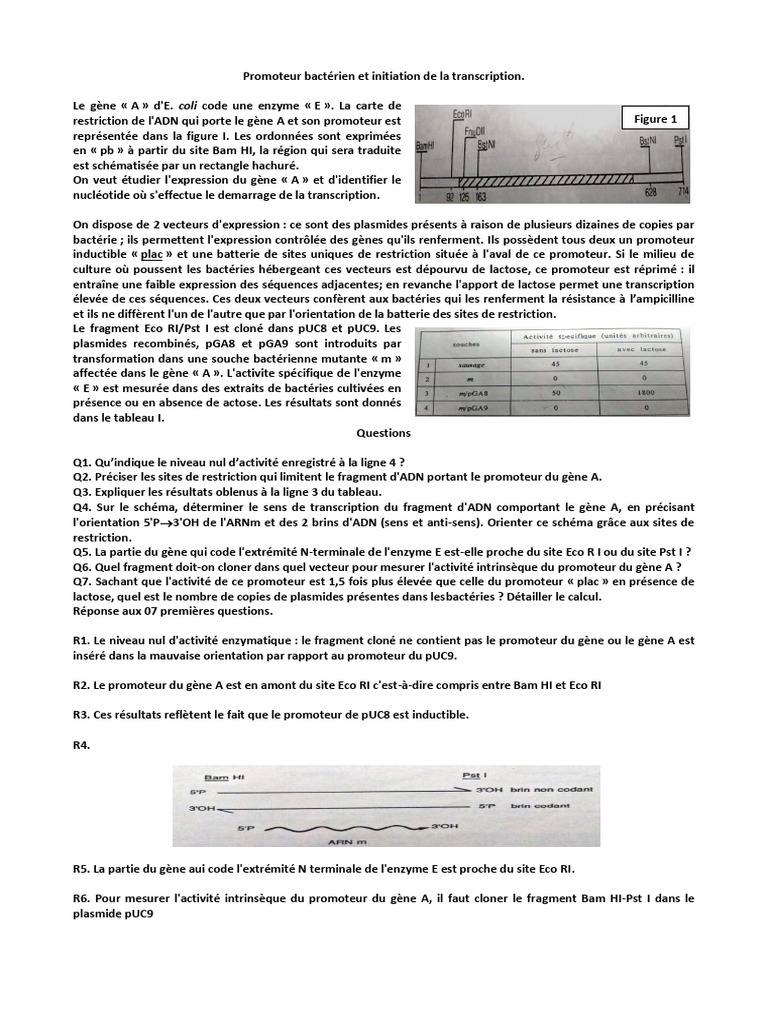 Exercice Initiation de La Transcription-2 | PDF | Gène | Répertoire national des associations