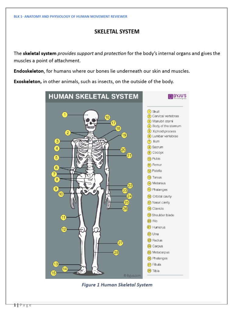 Reviewer - Anatomy and Physiology of Human Movement | PDF | Circulatory ...