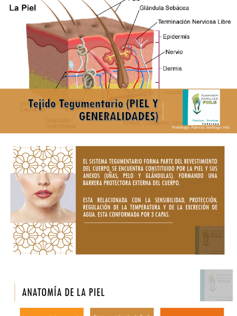 Tejido Tegumentario (Piel y Generalidades) 4 | PDF | Clavo (anatomía ...