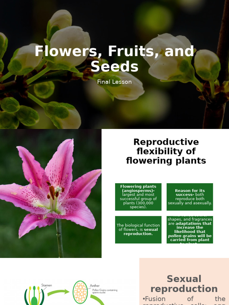 Flowers, Fruits, and Seeds | PDF | Fruit | Flowers