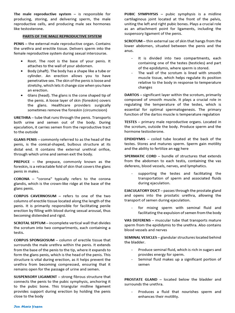 NOTES Male Reproductive System | PDF | Testicle | Andrology