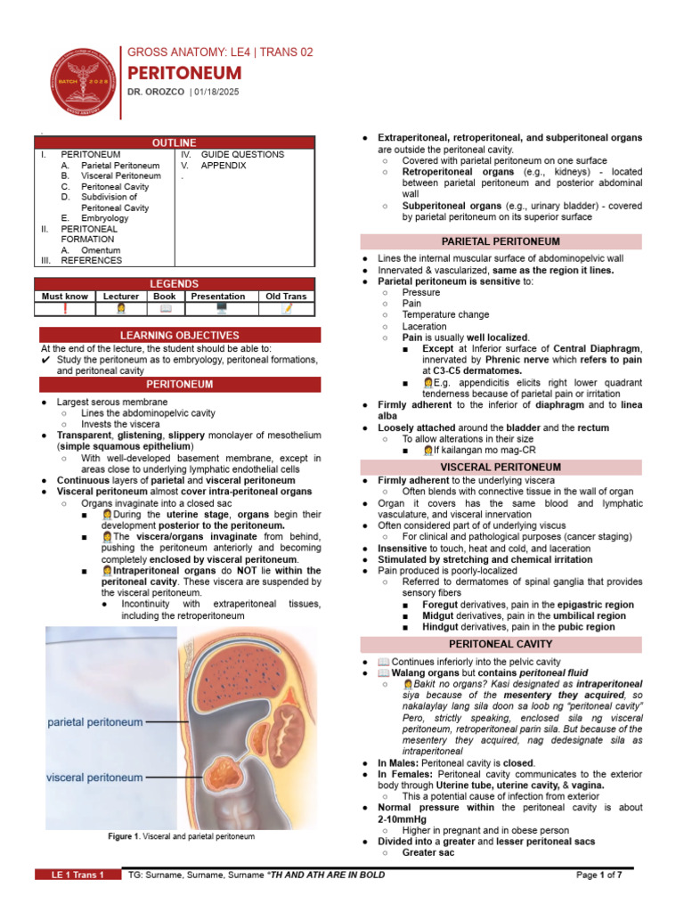 [ANA] 4.02 Peritoneum.docx | PDF | Peritoneum | Abdomen