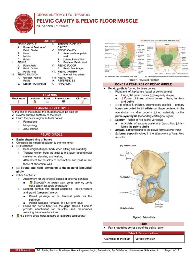 Internal Structures of Female Pelvis | PDF | Pelvis | Musculoskeletal ...