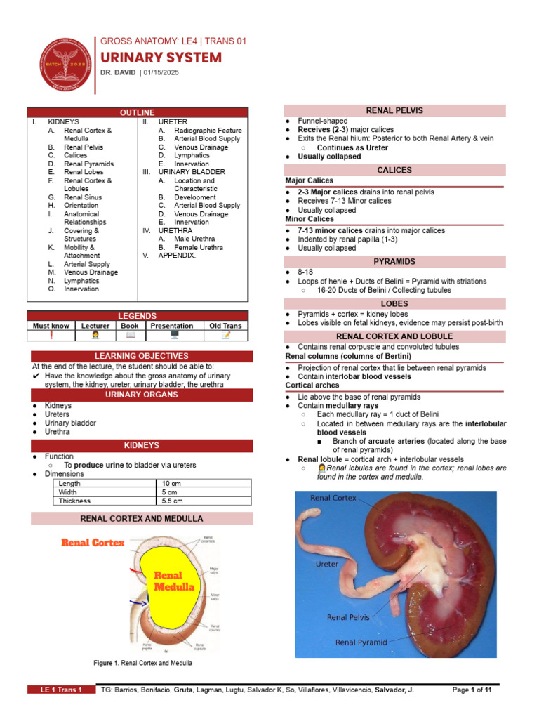 Urinary System Gross Anatomy Overview | PDF | Kidney | Prostate