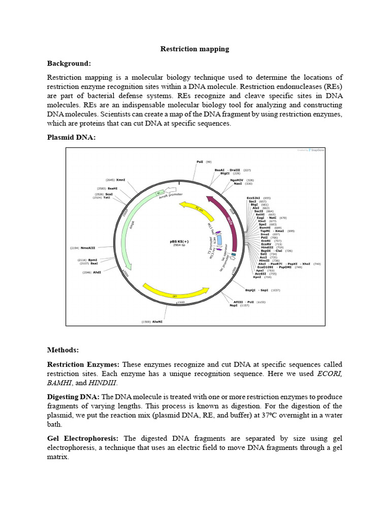 RESTRICTION MAPPING (1) | PDF