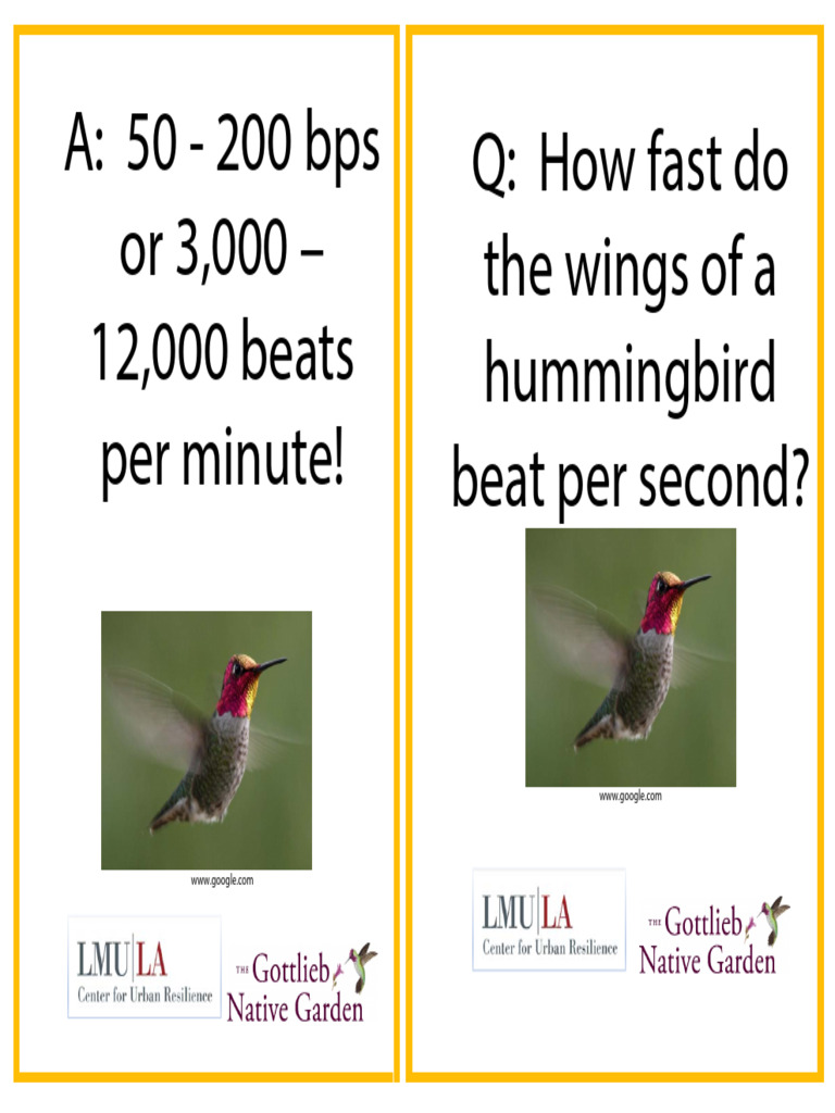 Hummingbird Fun-Fact Cards | PDF | Birds | Ornithology