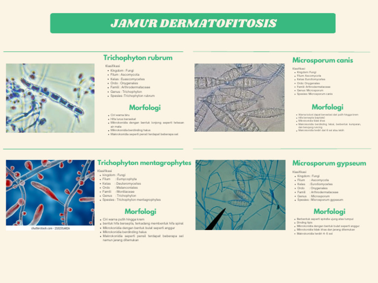 Ciri dan Morfologi Jamur Dermatofita | PDF
