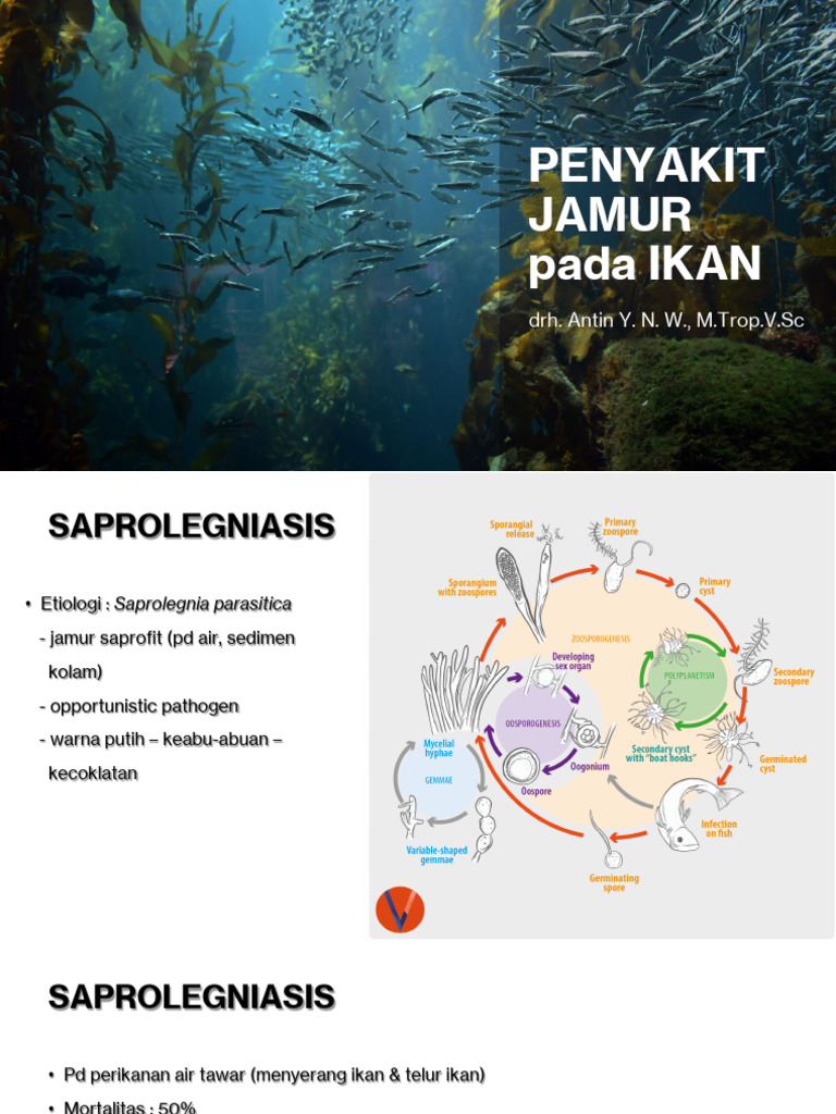 Penyakit Jamur pada Ikan: Saprolegniasis, Branchiomycosis ...