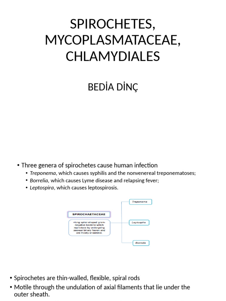 Spirochetes, Mycoplasmataceae, Chlamydiales Class 1, 2024-25 | PDF ...
