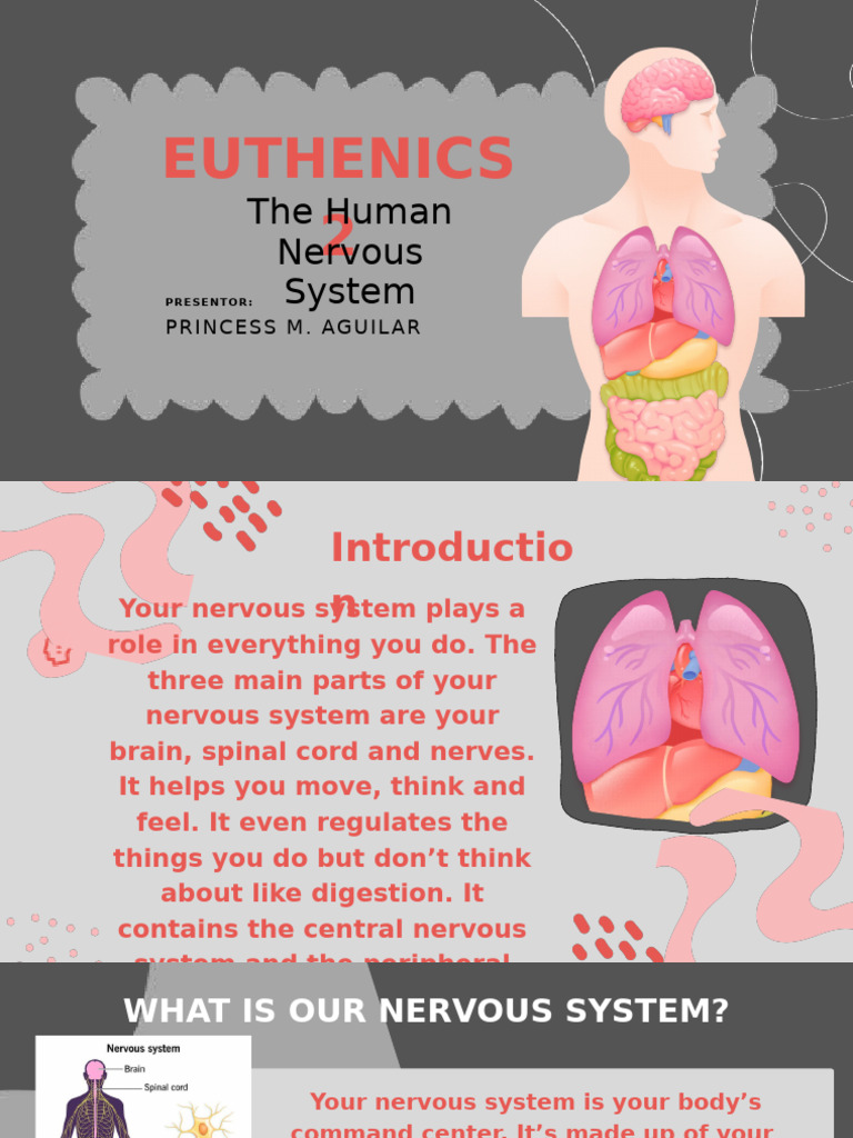 The Human Nervous System Presentation | PDF