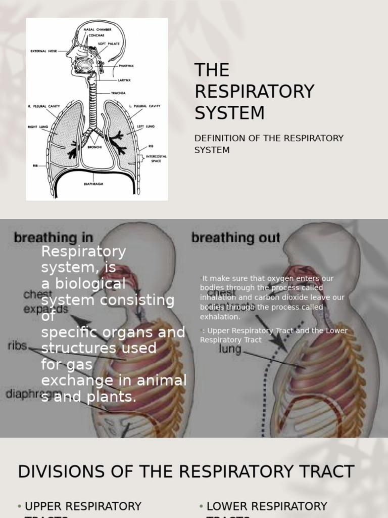 Respiratory System Anatomy | PDF | Respiratory Tract | Lung