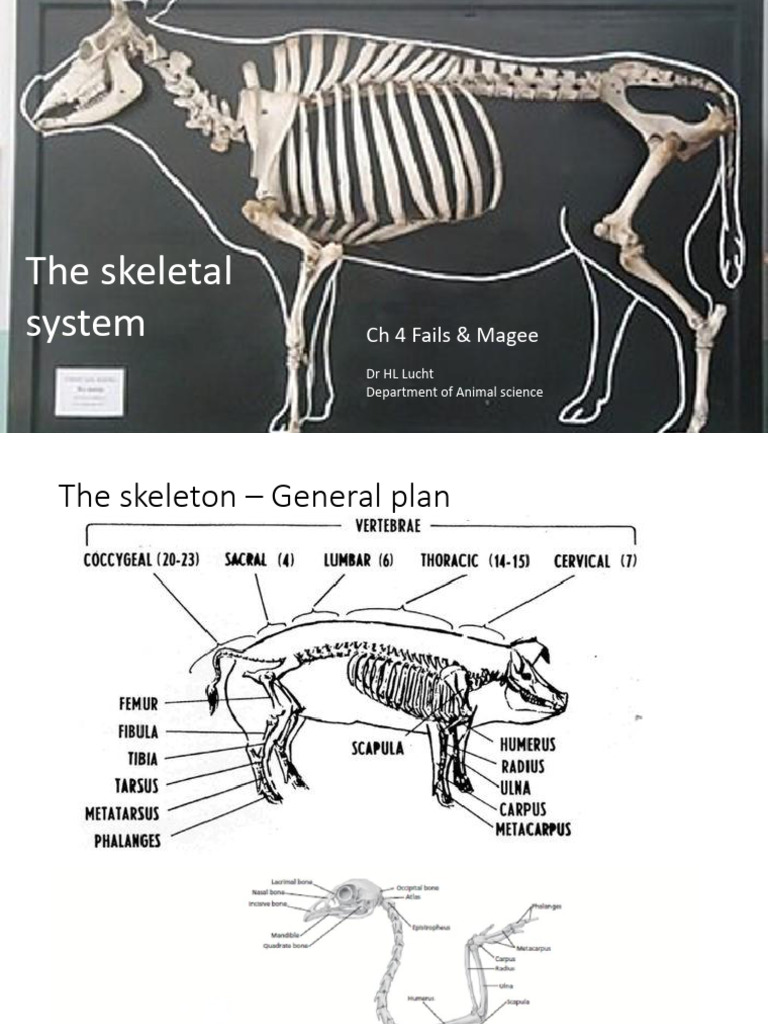 Overview of the Skeletal System | PDF | Vertebra | Vertebral Column