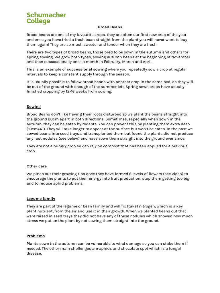 Broad Beans | PDF