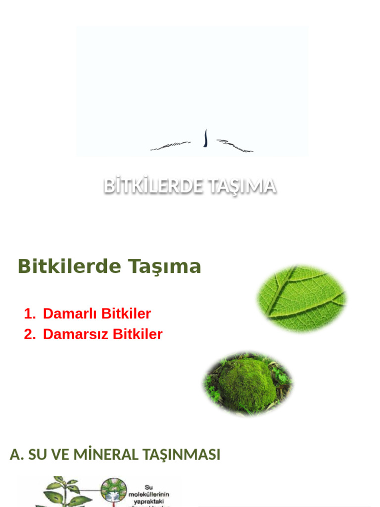 10. Bitkilerde Taşıma-1 | PDF