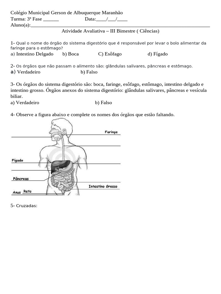 Atividade Sistema Digestório | PDF | Sistema digestivo humano | Estômago