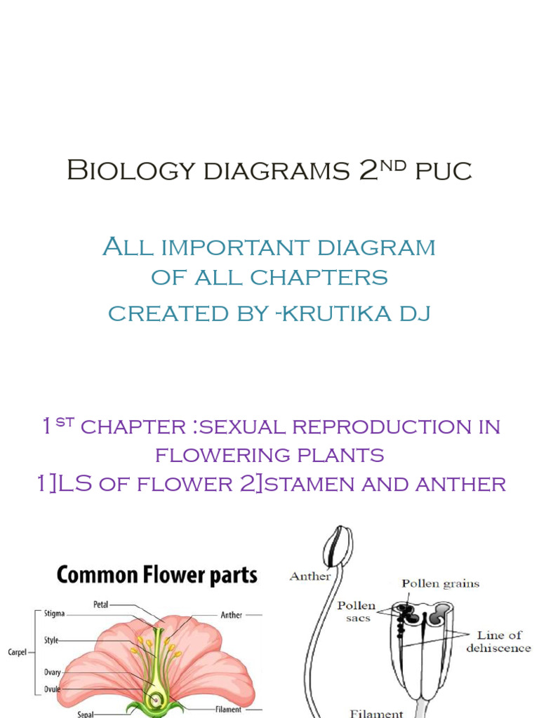 Key Biology Diagrams for 2nd PUC | PDF