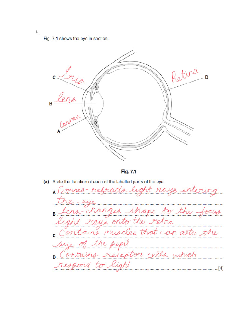 Yr 10 Coordination Revision - Qns | PDF